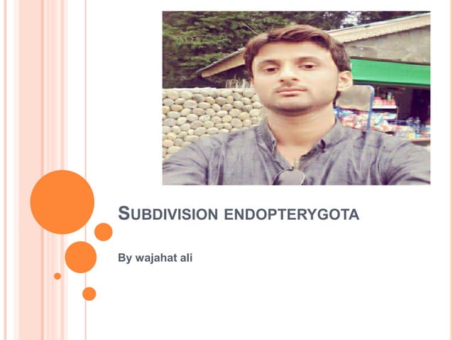 Subdivision endopterygota | PPTX