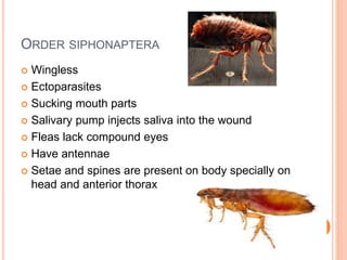 Subdivision endopterygota | PPTX