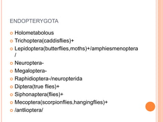 Subdivision endopterygota | PPTX