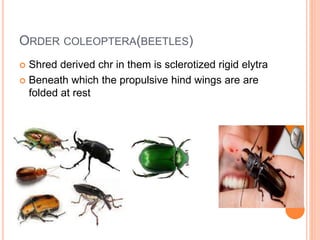 Subdivision endopterygota | PPTX