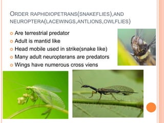 Subdivision endopterygota | PPTX