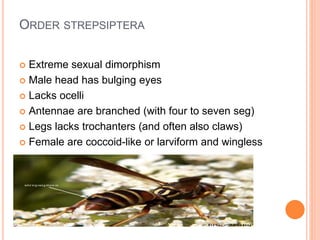 Subdivision endopterygota | PPTX