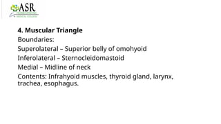 Subdivision of the anterior triangle.ppt.pptx