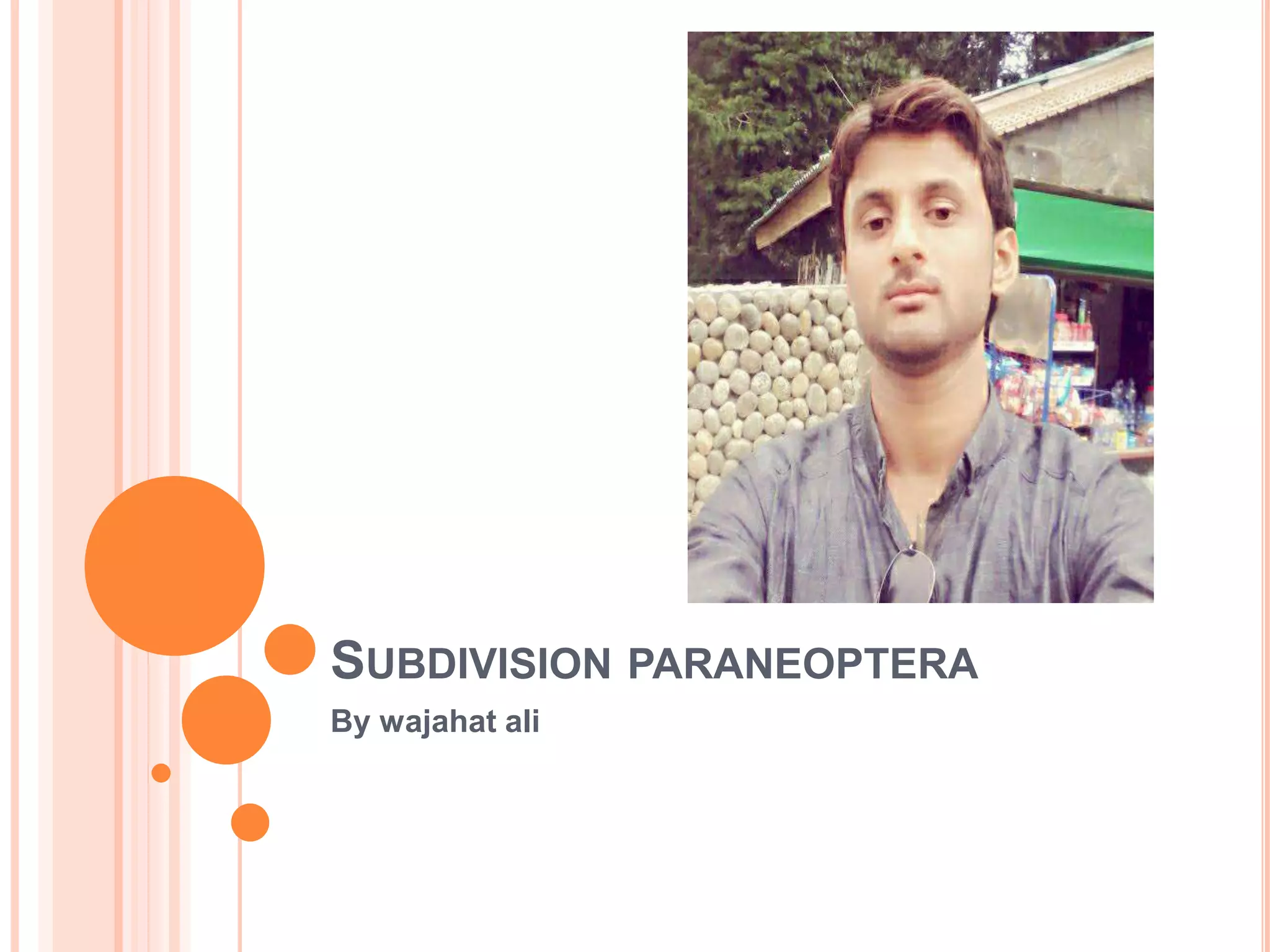 Subdivision paraneoptera | PPT