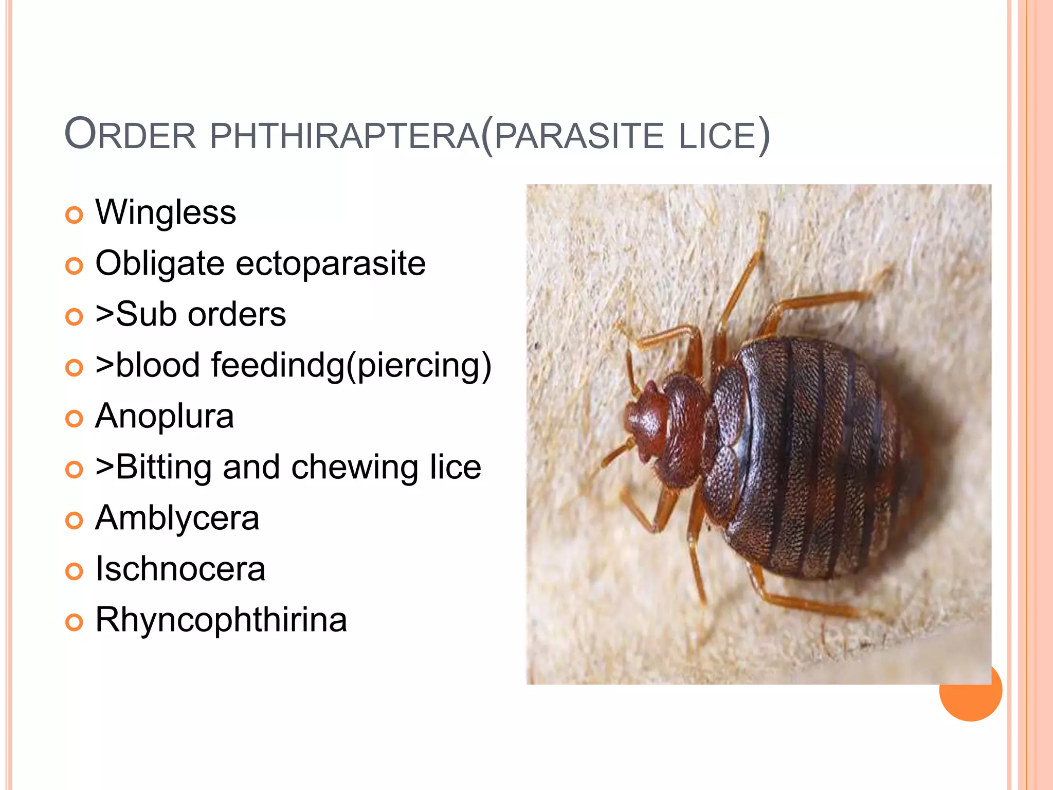 Subdivision paraneoptera | PPT