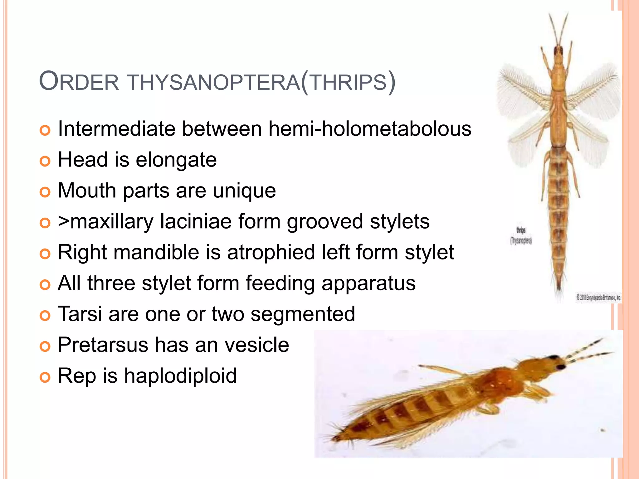 Subdivision paraneoptera | PPT