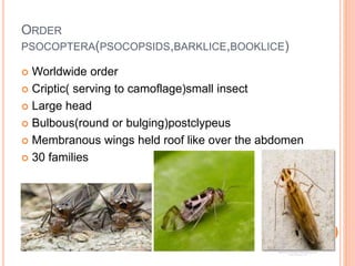 Subdivision paraneoptera | PPT