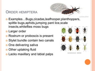 Subdivision paraneoptera | PPT