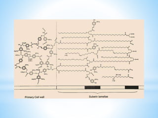 Suberin | PPTX