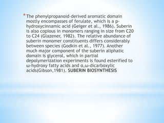 Suberin | PPTX