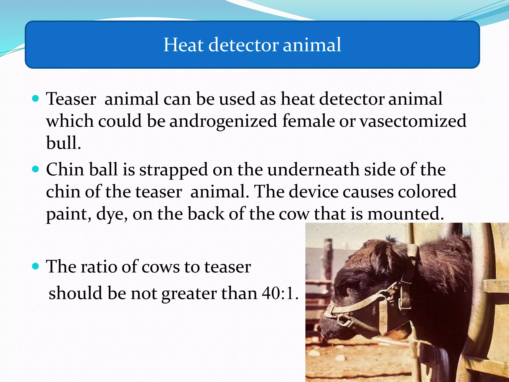 Sub estrus in cattles and buffaloes | PPTX