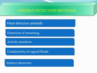 Sub estrus in cattles and buffaloes | PPTX