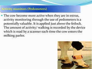 Sub estrus in cattles and buffaloes | PPTX
