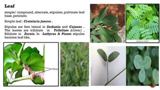 subfamily papilionaceae By Huma Jabeen GCUL | PPTX