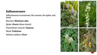 subfamily papilionaceae By Huma Jabeen GCUL | PPTX
