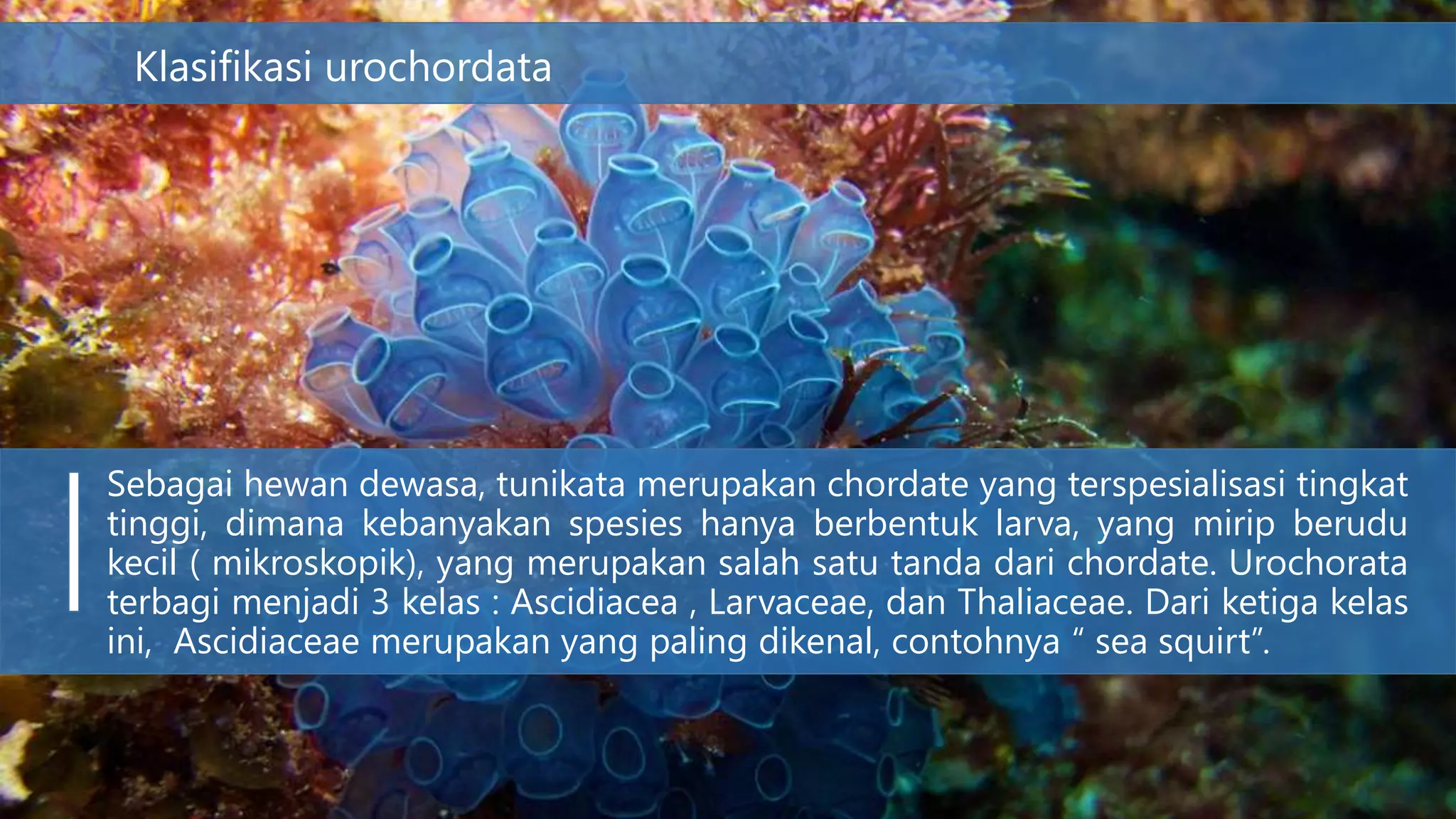 Subfilum urochordata ( tunicata) | PPTX