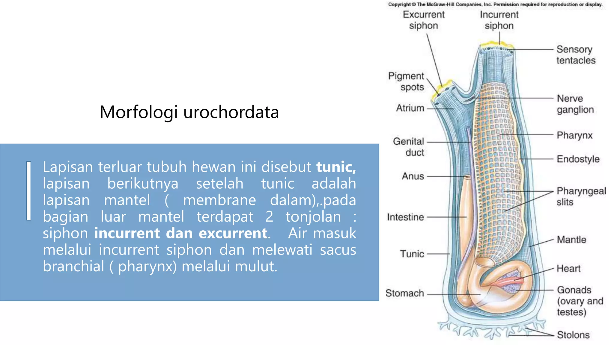 Subfilum urochordata ( tunicata) | PPTX