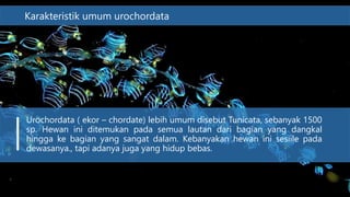 Subfilum urochordata ( tunicata) | PPTX