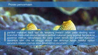 Subfilum urochordata ( tunicata) | PPTX