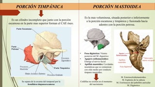 SUBGRUPO 1 - EMBRIOLOGÍA, ANATOMÍA Y FISIOLOGÍA DE OÍDO.pptx