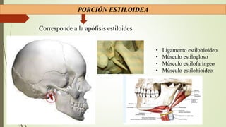 SUBGRUPO 1 - EMBRIOLOGÍA, ANATOMÍA Y FISIOLOGÍA DE OÍDO.pptx