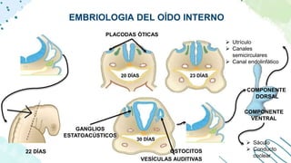 SUBGRUPO 1 - EMBRIOLOGÍA, ANATOMÍA Y FISIOLOGÍA DE OÍDO.pptx