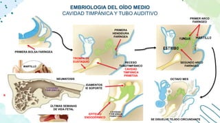 SUBGRUPO 1 - EMBRIOLOGÍA, ANATOMÍA Y FISIOLOGÍA DE OÍDO.pptx