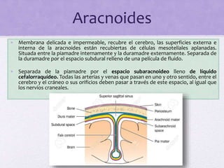 Meninges cerebroespinales y sistema ventricular | PPTX