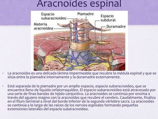 Meninges cerebroespinales y sistema ventricular | PPTX
