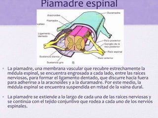 Meninges cerebroespinales y sistema ventricular | PPTX