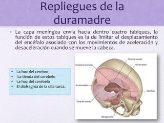 Meninges cerebroespinales y sistema ventricular | PPTX