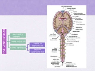 Meninges cerebroespinales y sistema ventricular | PPTX