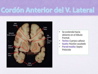 Meninges cerebroespinales y sistema ventricular | PPTX