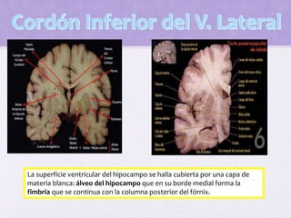 Meninges cerebroespinales y sistema ventricular | PPTX