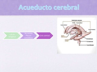 Meninges cerebroespinales y sistema ventricular | PPTX