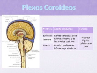 Meninges cerebroespinales y sistema ventricular | PPTX