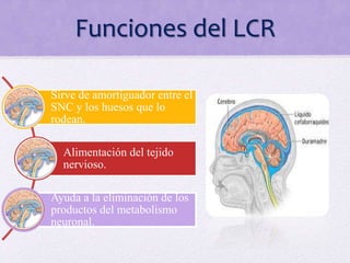 Meninges cerebroespinales y sistema ventricular | PPTX
