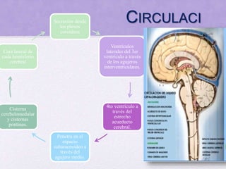 Meninges cerebroespinales y sistema ventricular | PPTX