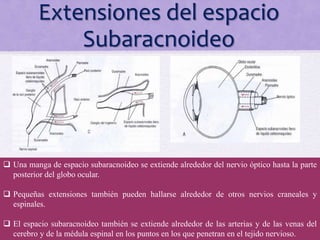 Meninges cerebroespinales y sistema ventricular | PPTX
