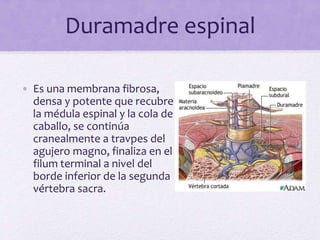Meninges cerebroespinales y sistema ventricular | PPTX