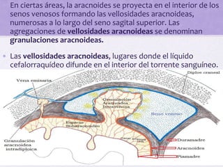 Vellosidades Aracnoideas