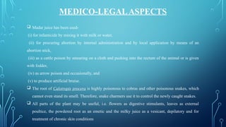 CALOTROPIS POISON WITH ITS SYMPTOMS.pptx