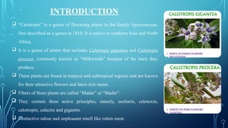 CALOTROPIS POISON WITH ITS SYMPTOMS.pptx