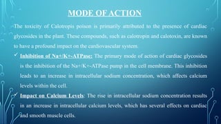 CALOTROPIS POISON WITH ITS SYMPTOMS.pptx