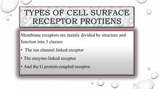 Proteins receptors (Identification and Characterization) | PPTX