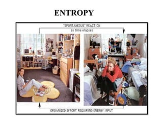 Entropy | PPTX | Physics | Science