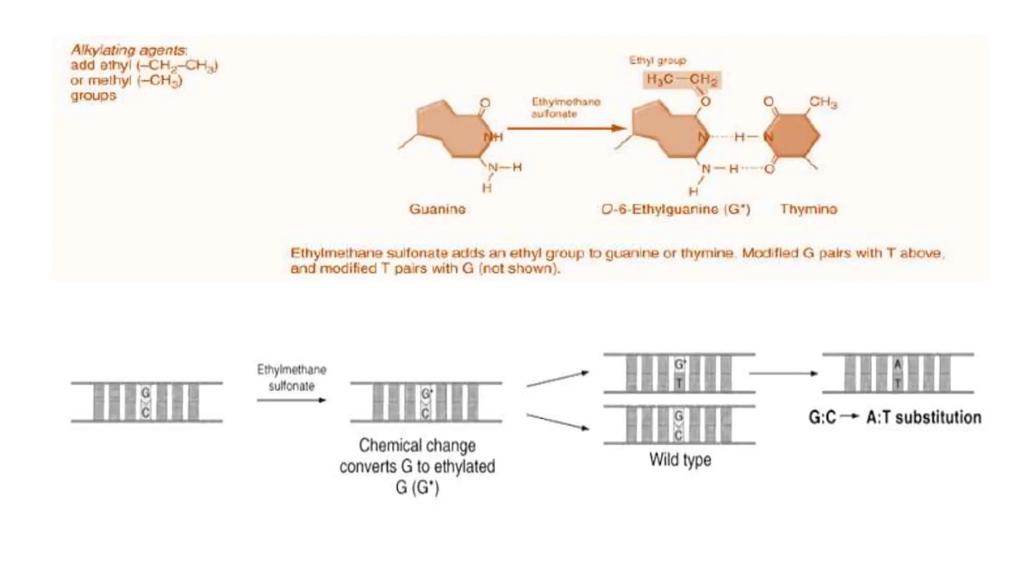Mechanism of chemical mutagens to induce mutation | PPTX