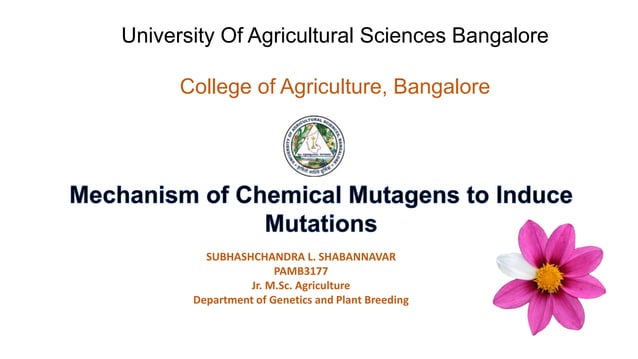 Mechanism of chemical mutagens to induce mutation | PPT