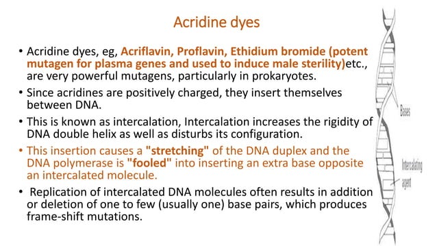 Mechanism of chemical mutagens to induce mutation | PPT