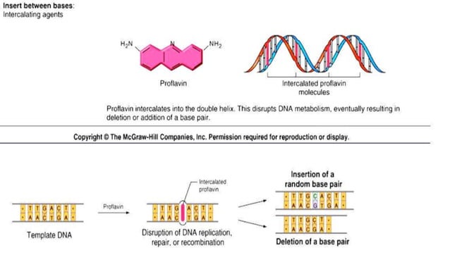 Mechanism of chemical mutagens to induce mutation | PPT